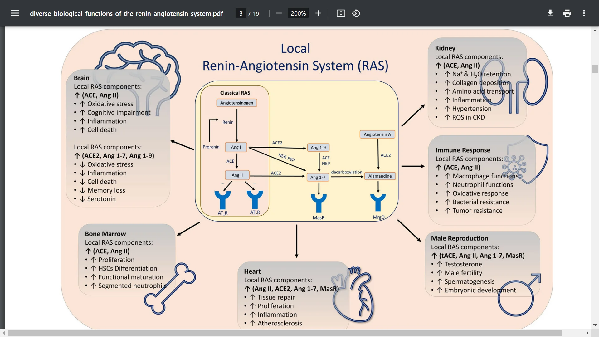 Diverse biological functions of the renin‐angiotensin system (RAS ...