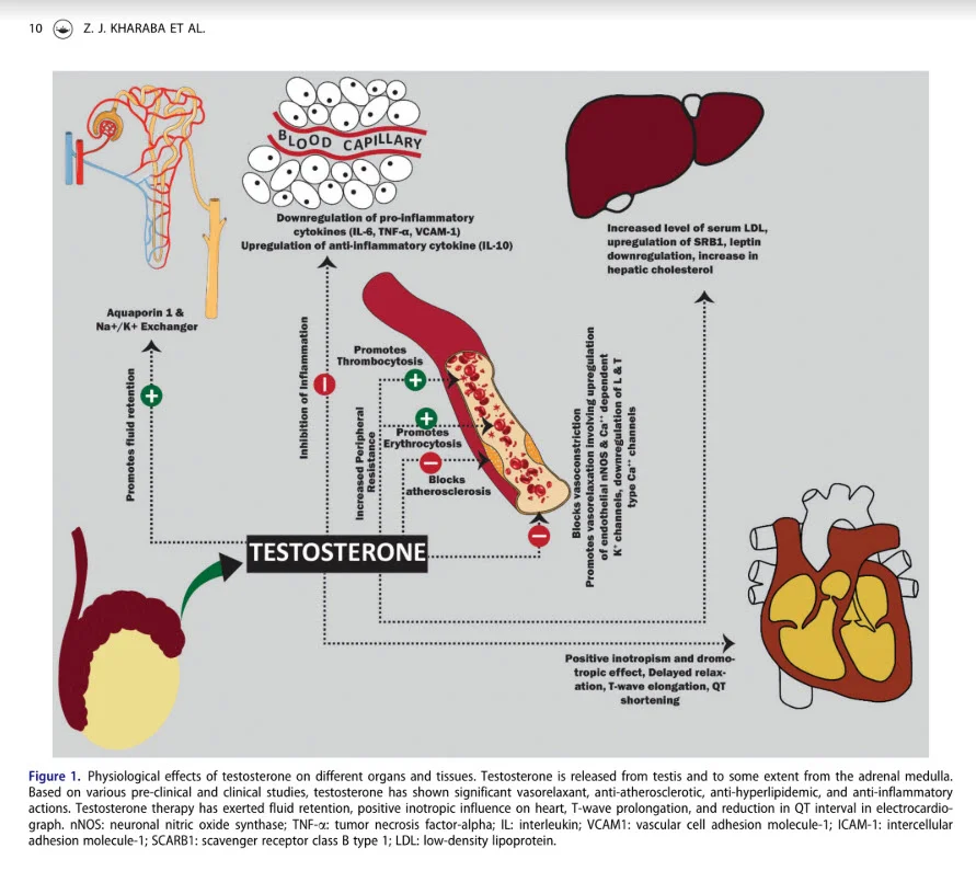Effectiveness of TRT in hypogonadal patients and its controversial ...