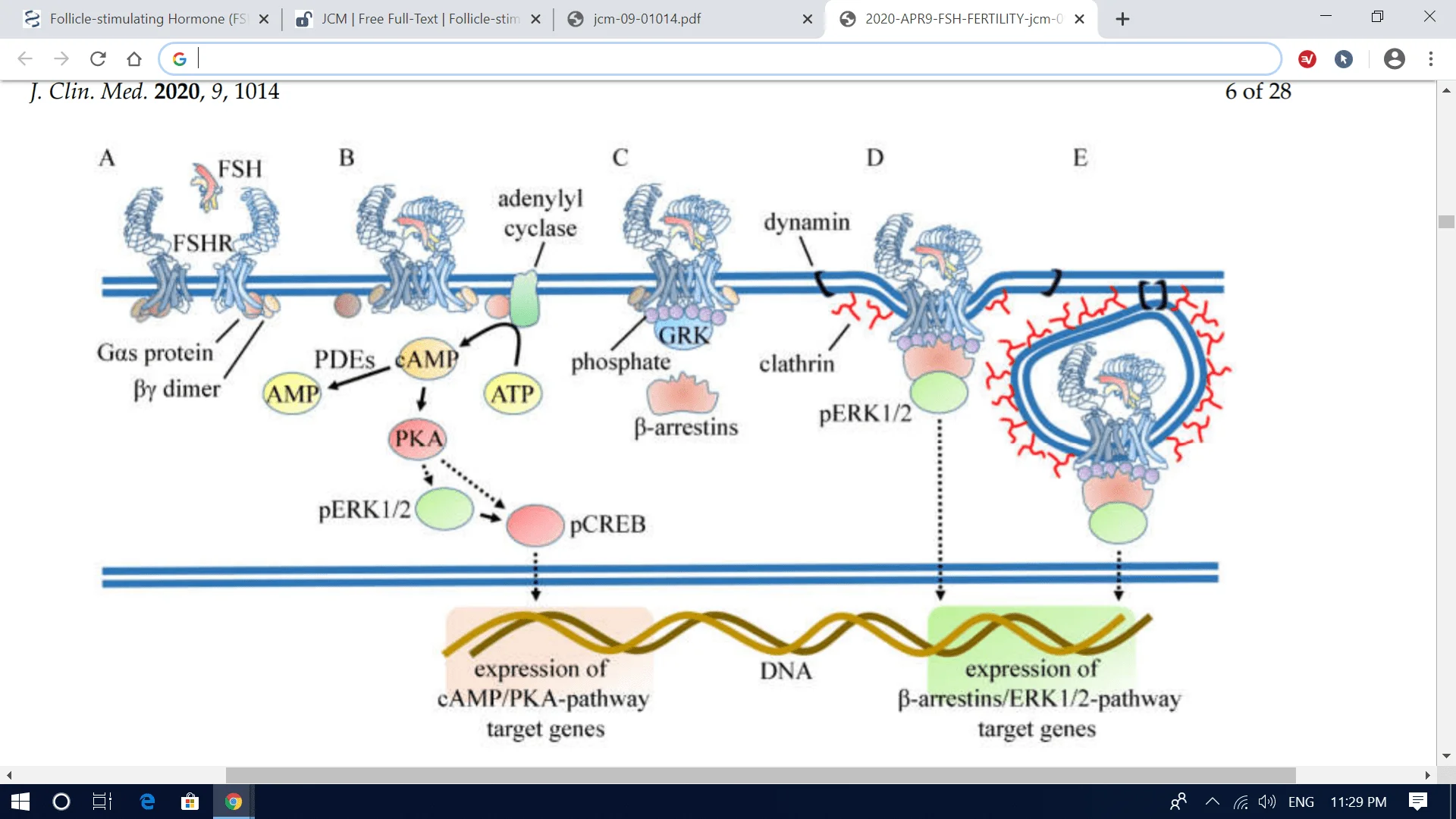 Follicle-stimulating Hormone (FSH) Action on Spermatogenesis: A Focus ...