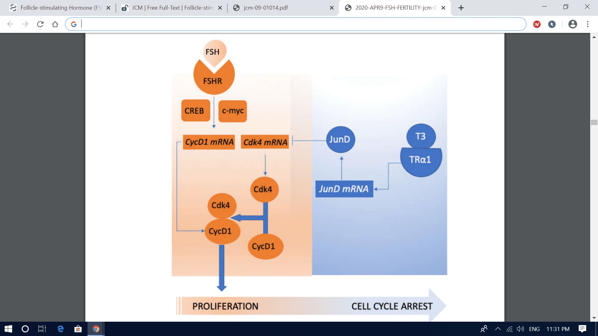 Follicle-stimulating Hormone (FSH) Action on Spermatogenesis: A Focus ...