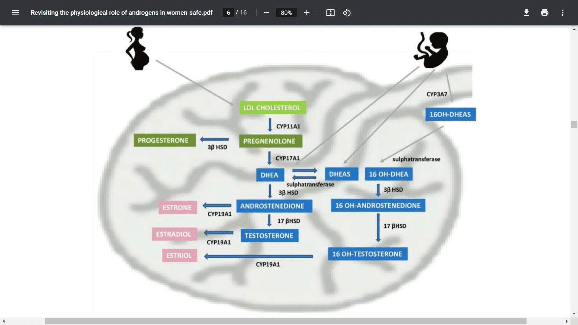The physiological role of androgens in women | Excel Male TRT Forum