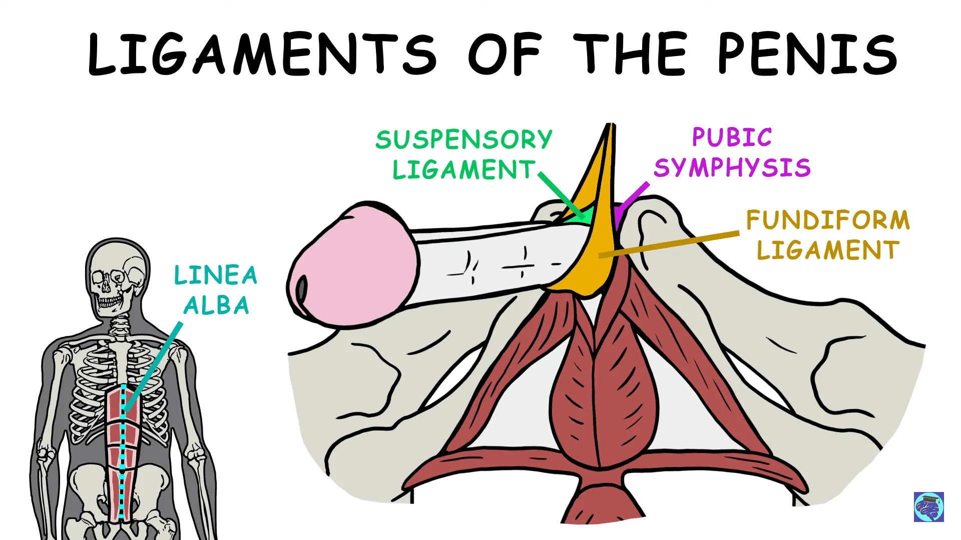 ANATOMY OF THE PENIS | Excel Male TRT Forum