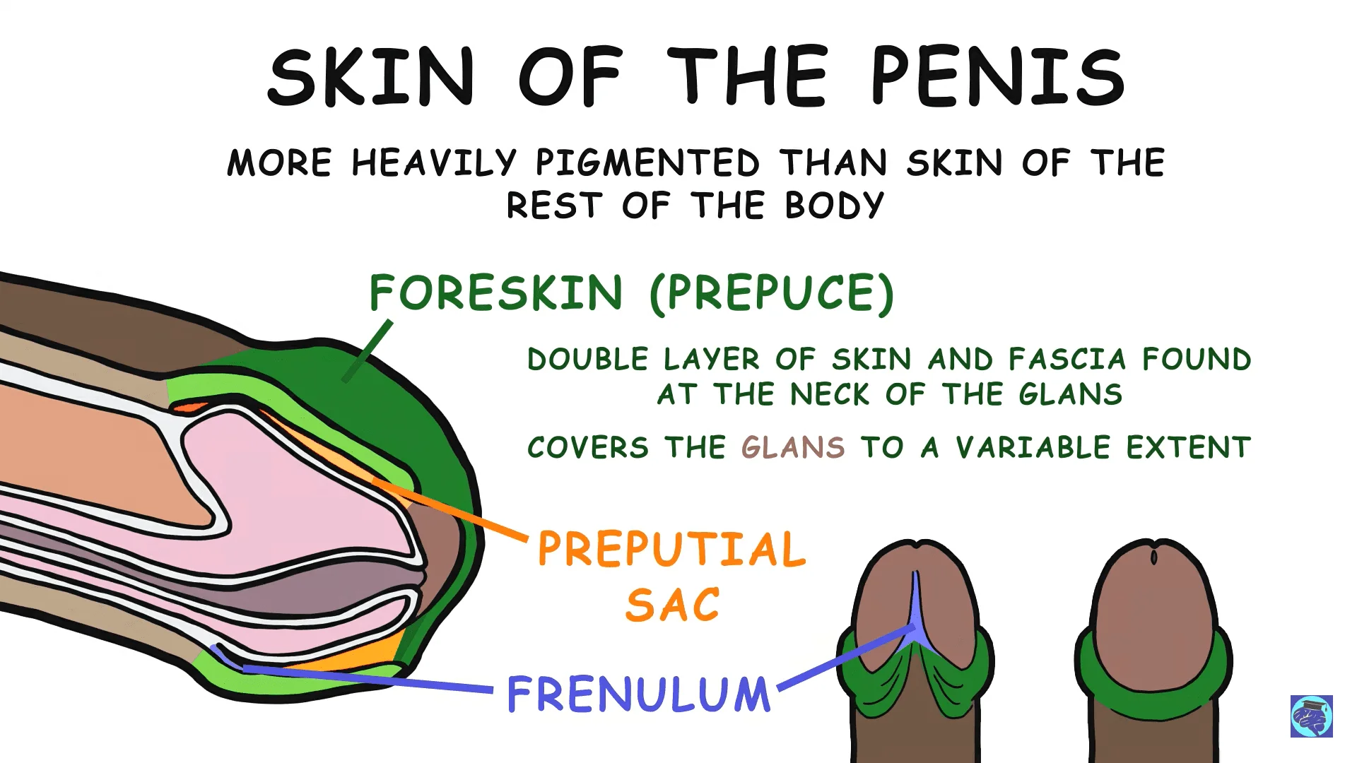 ANATOMY OF THE PENIS | Excel Male TRT Forum