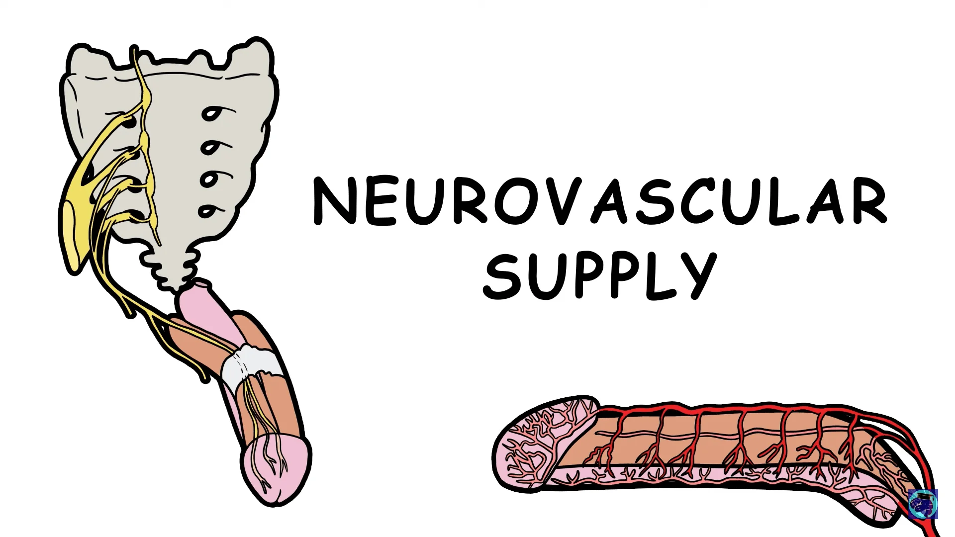 ANATOMY OF THE PENIS | Excel Male TRT Forum
