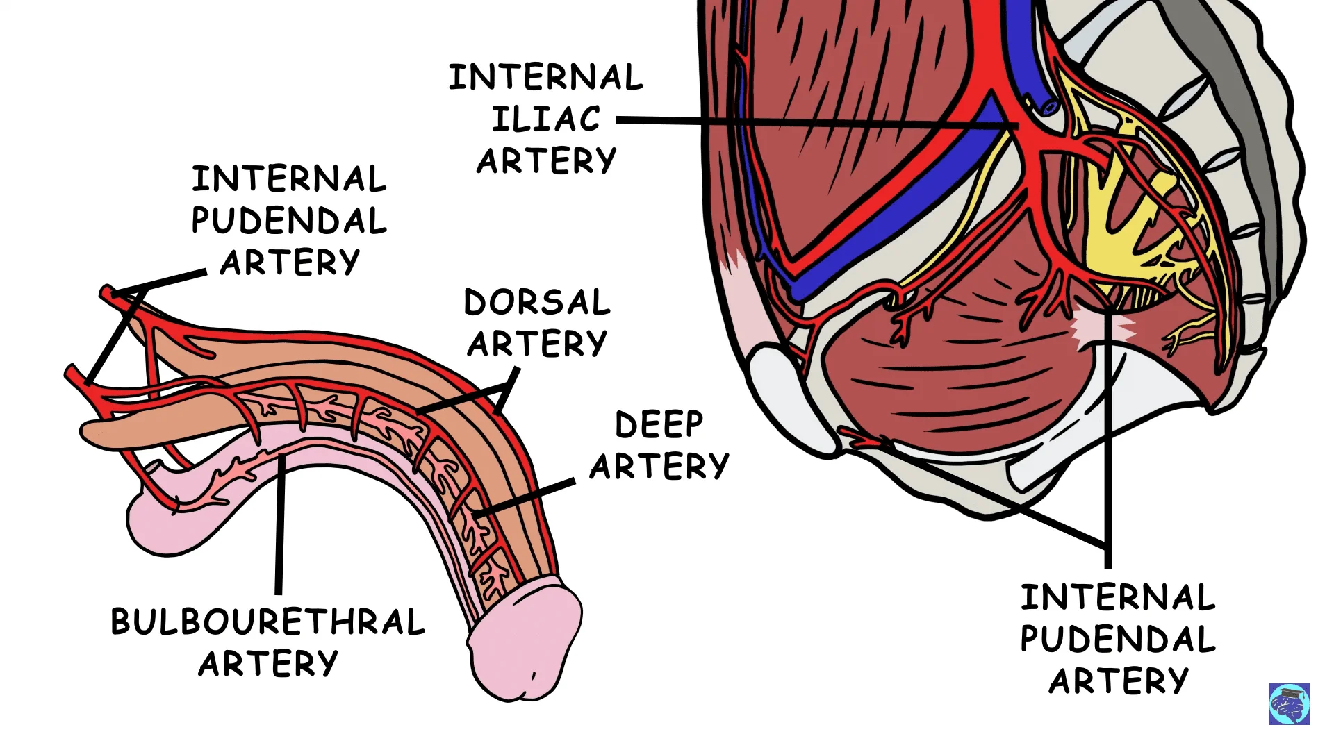 ANATOMY OF THE PENIS | Excel Male TRT Forum