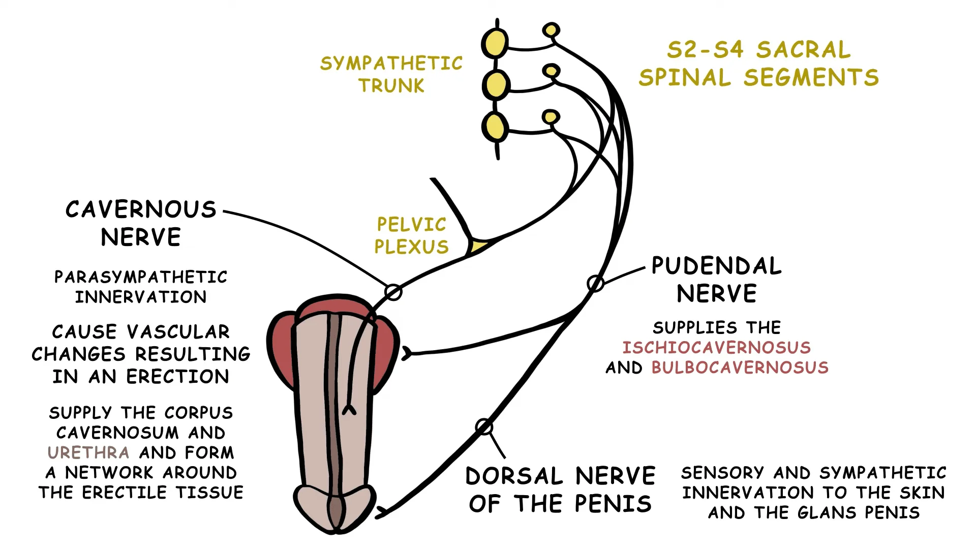 ANATOMY OF THE PENIS | Excel Male TRT Forum