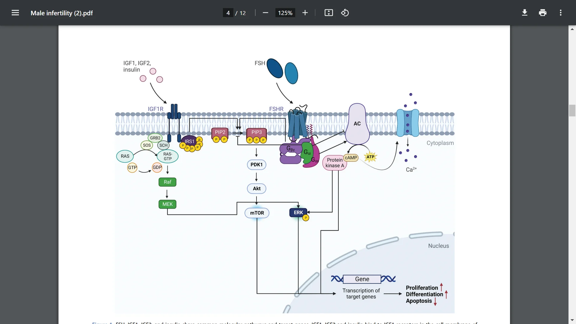 FSH receptor agonists for male infertility therapy | Excel Male TRT Forum