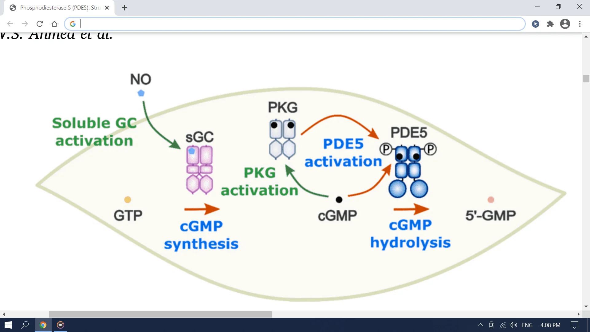 PDE5i: Structure-function regulation and therapeutic applications of ...