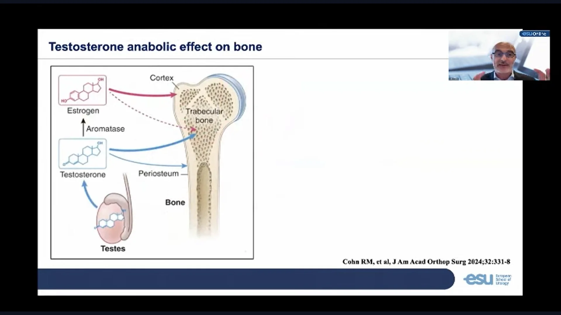Testosterone, estradiol and bone health in men | Excel Male TRT Forum