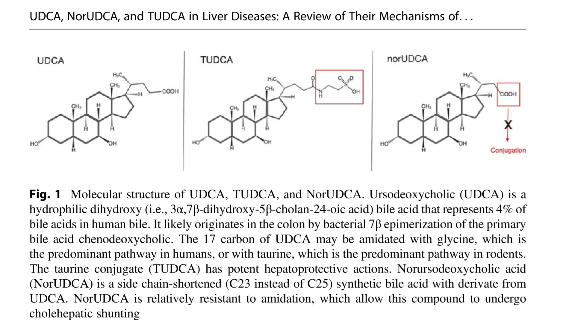 UDCA, NorUDCA, and TUDCA in Liver Diseases: A Review of Their ...