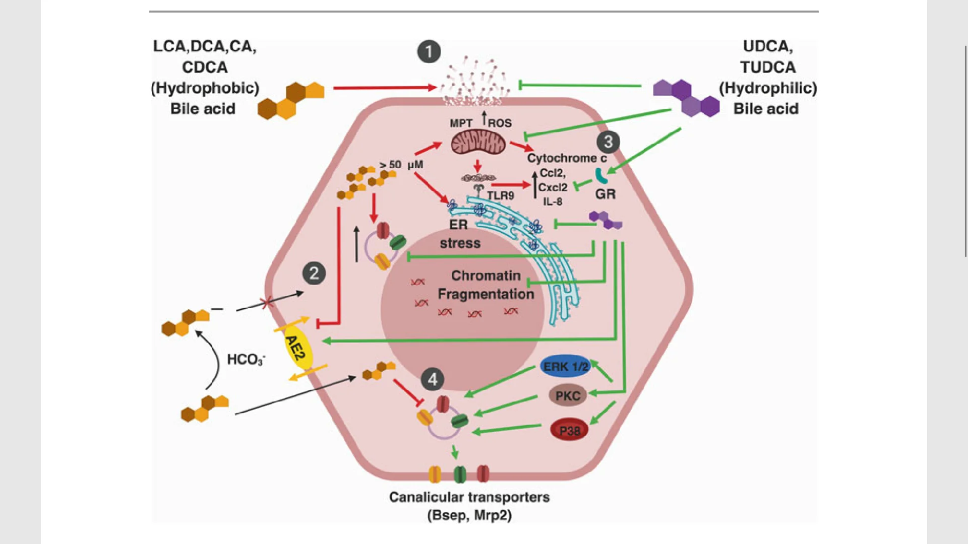 UDCA, NorUDCA, and TUDCA in Liver Diseases: A Review of Their ...