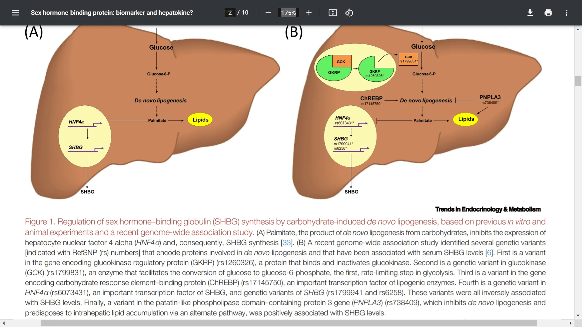 SHBG: biomarker and hepatokine? | Excel Male TRT Forum