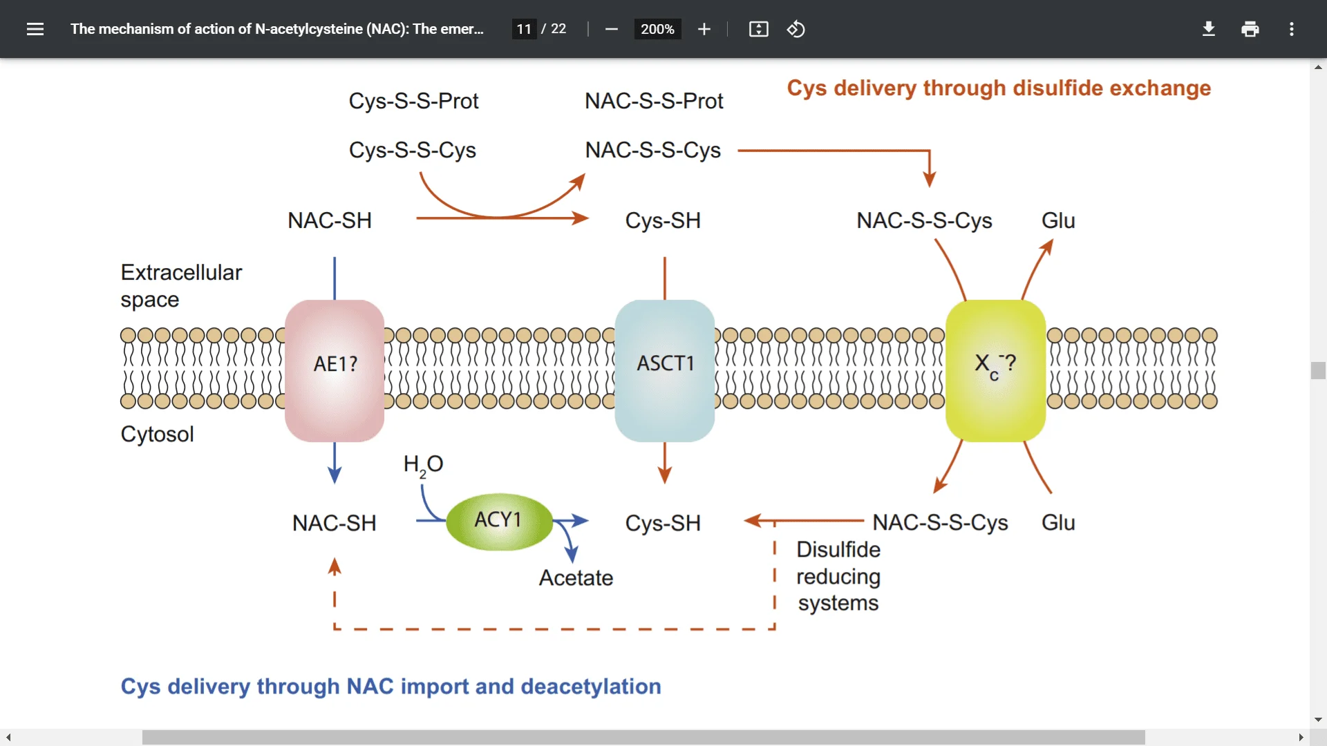 The mechanism of action of N-acetylcysteine (NAC) | Excel Male TRT Forum