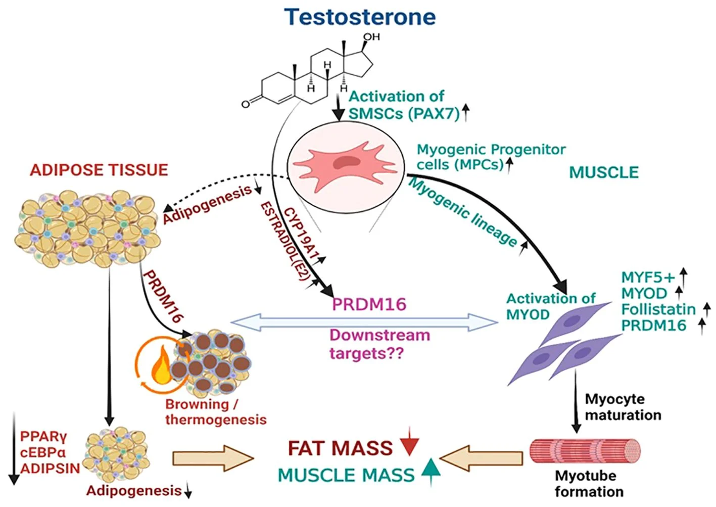 Testosterone Decreases Fat and Increases Muscle: Study Explores ...